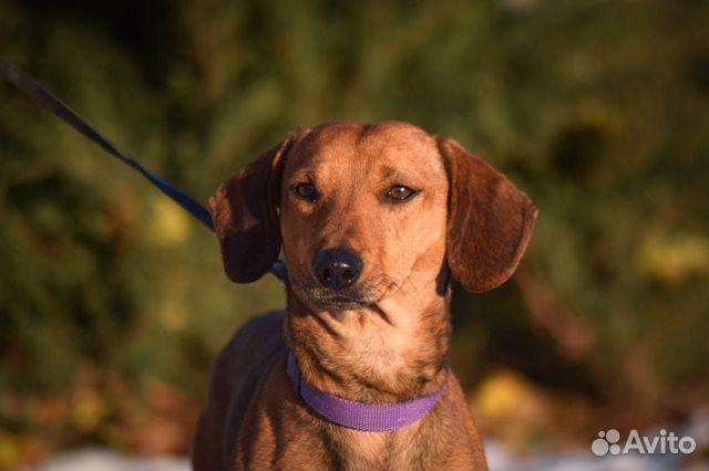 Чип ищет семью