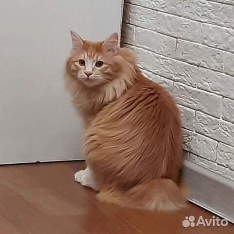 Продажа котика