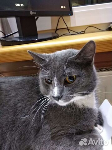 Кот помесь русской голубой