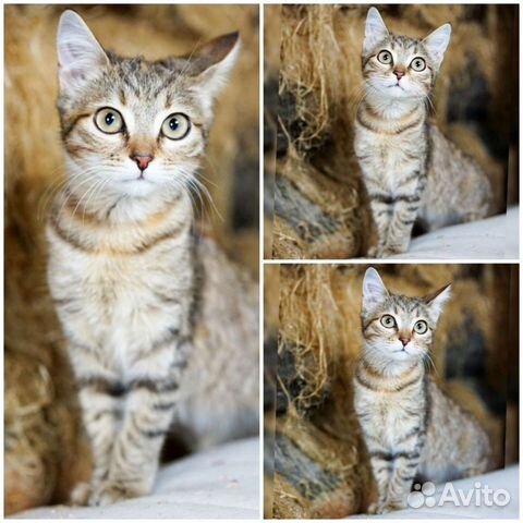 Котята, котёнок малышка в добрые руки