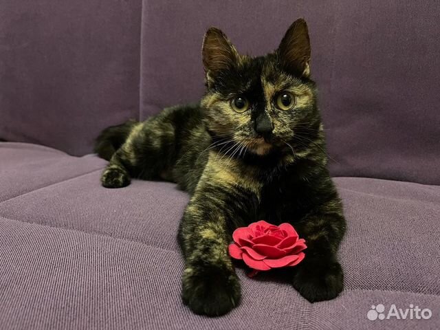 Кошка и котенок подросток