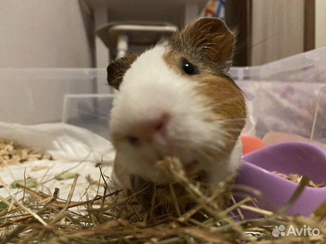 Морская свинка