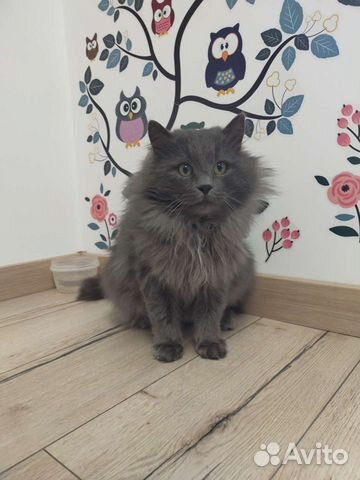 Кот в дар