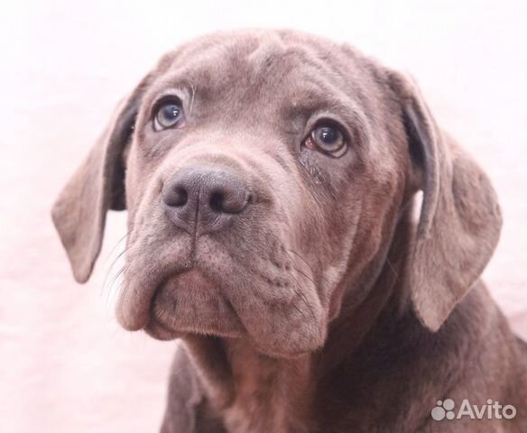 Щенки Кане Корсо кобели и суки