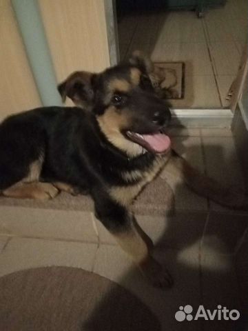 Помесь немца