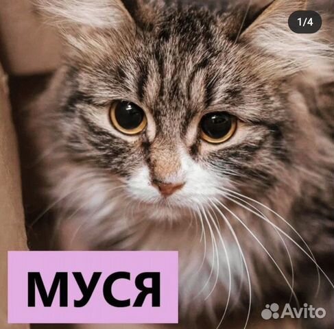 В добрые руки кошка Муся