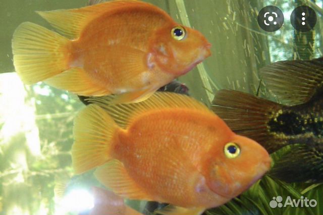 Рыба попугай