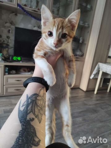 Британская кошка