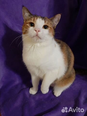 Кошечка Власта 1, 5 года в дар