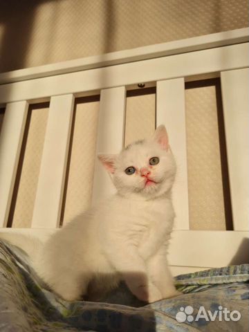 Британские котята