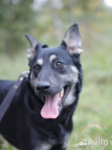 Макс в приюте ждет свою семью