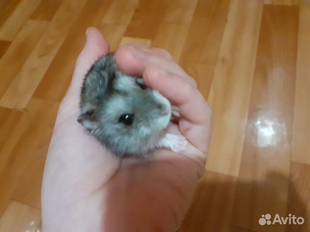 Джунгарик (девочка)