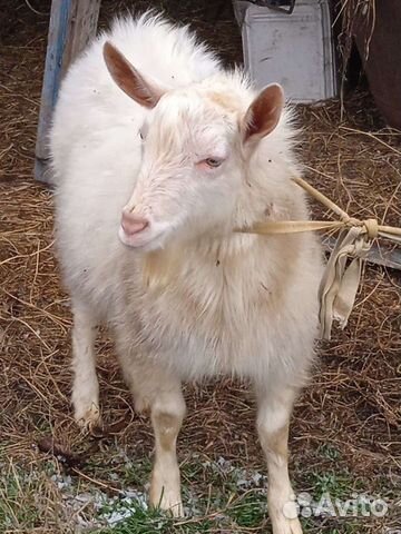 Козел зааненский