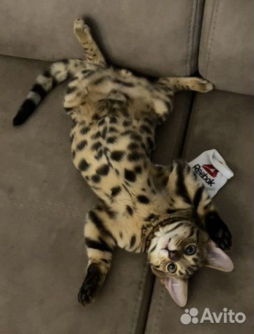 Кот бенгал вязка