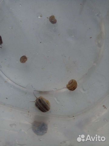 Улитка мариза 8 штук отдам за шоколадку