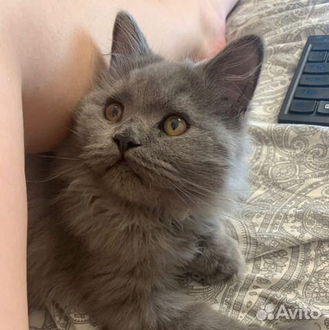 Британский кот