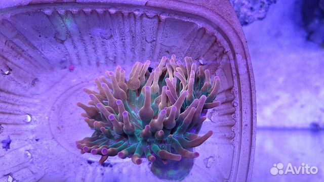 Морские кораллы актиния двух цветная