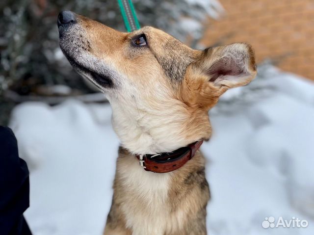 Собаки в дар
