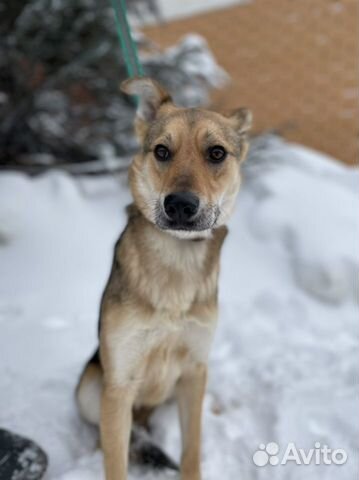 Собаки бесплатно