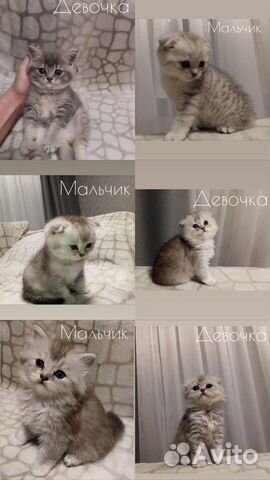 Шотландские котята вислоухие и прямоухие