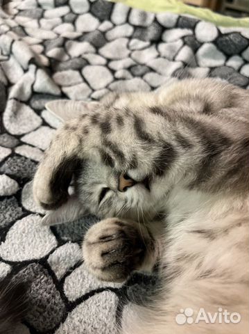 Кошка отдам в добрые руки