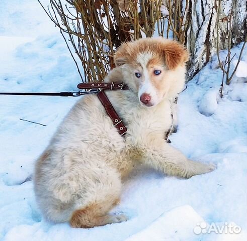 Ищем доброе сердце