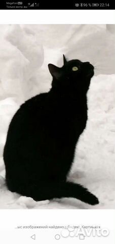Котик Чёрный молодой ласковый ручной