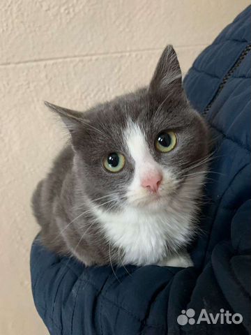 Метис русской голубой