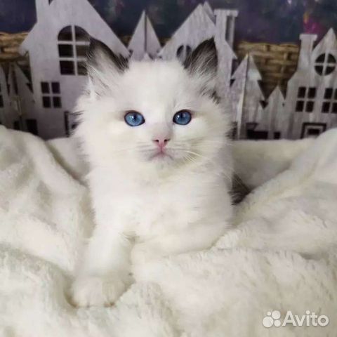 Ezhevika, девочка в разведение рэгдолл