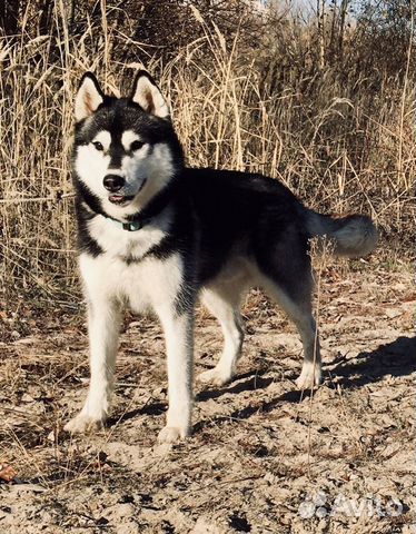 Сибирский хаски вязка