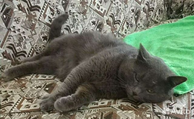 Кот британский Томас