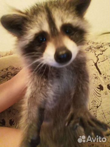 Енот полоскун