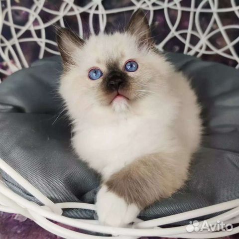 Gorgeous, рэгдолл с родословной, питомник