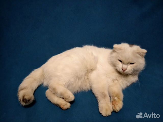 Отдам вислоухую кошку