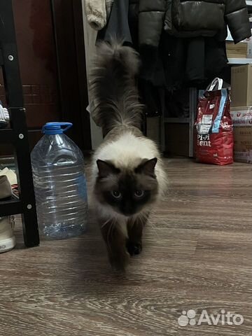 Рэгдолл кот