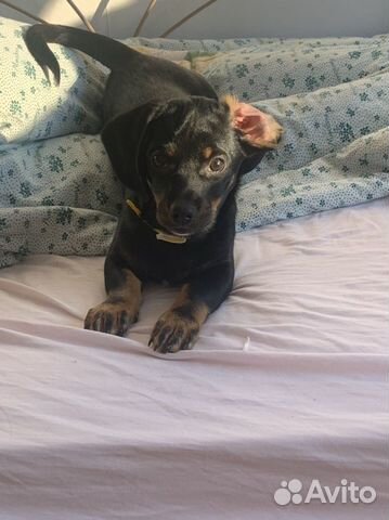 Карликовая такса