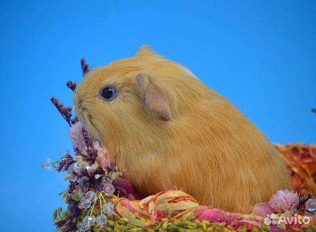 Малышка девочка морской свинки