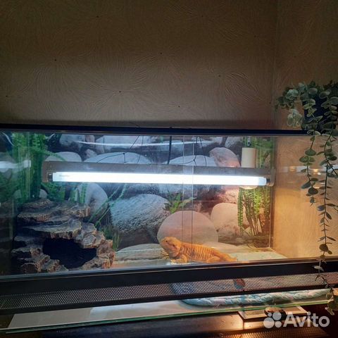 Бородатая агама