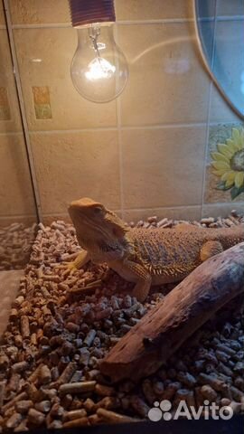Бородатая агама с террариумом