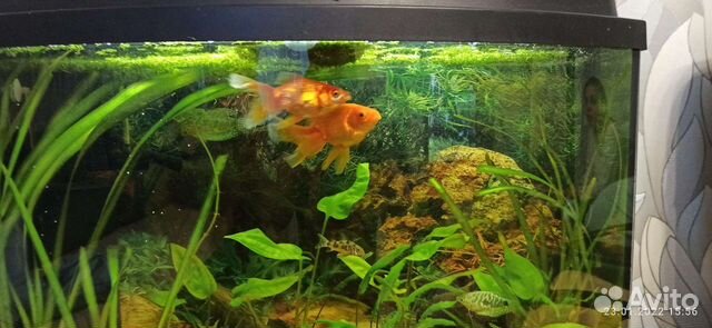 Золотые рыбки Комета 2шт