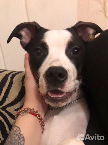 Стаффордширский терьер в добрые руки