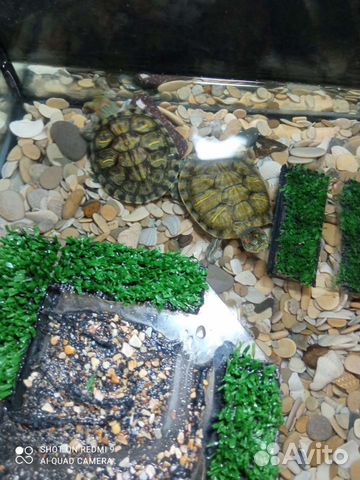 Черепаха водная