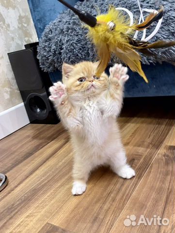 Котята экзоты