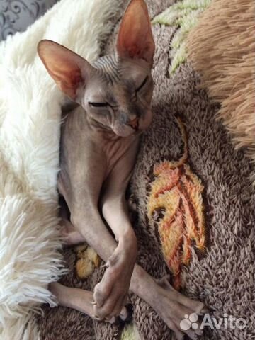 Донской сфинкс, отдадим в хорошие руки