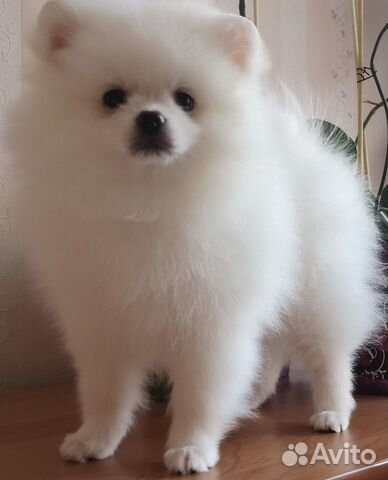 Белоснежная девочка шпица