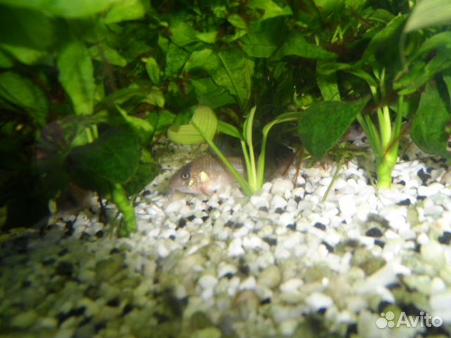 Аквариумные рыбки сомики Панда 20 шт