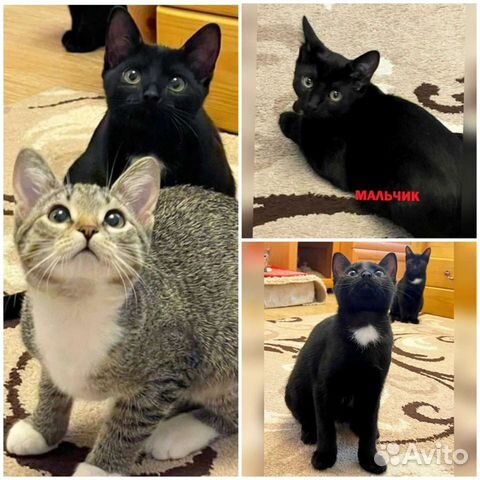 Ласковые котята, 3,5мес в дар, иначе улица