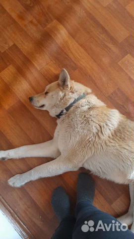 Собака в добрые руки