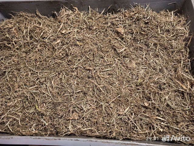 Старатель, земляной червь