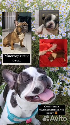 Французский бульдог